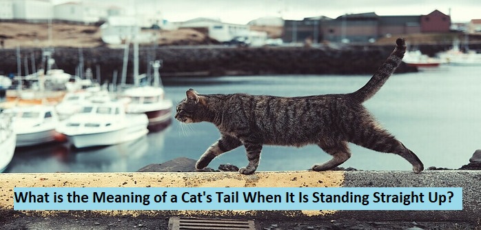 What Is The Meaning Of A Cat’s Tail When It Is Standing Straight Up ...