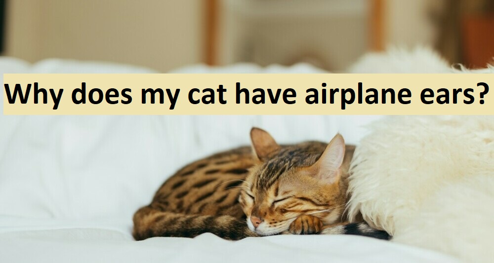 Why Does My Cat Have Airplane Ears? Just For The Love Of Cat